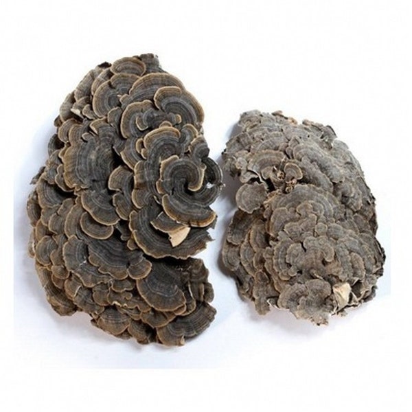 Wild Turkey Tail - Etsy