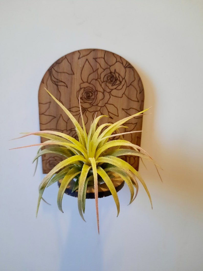 Magnetic Air Plant Holder - Etsy