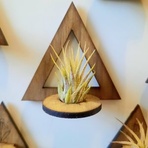 Magnetic Air Plant Holder - Etsy
