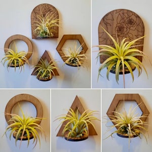 Magnetic Air Plant Holder - Etsy