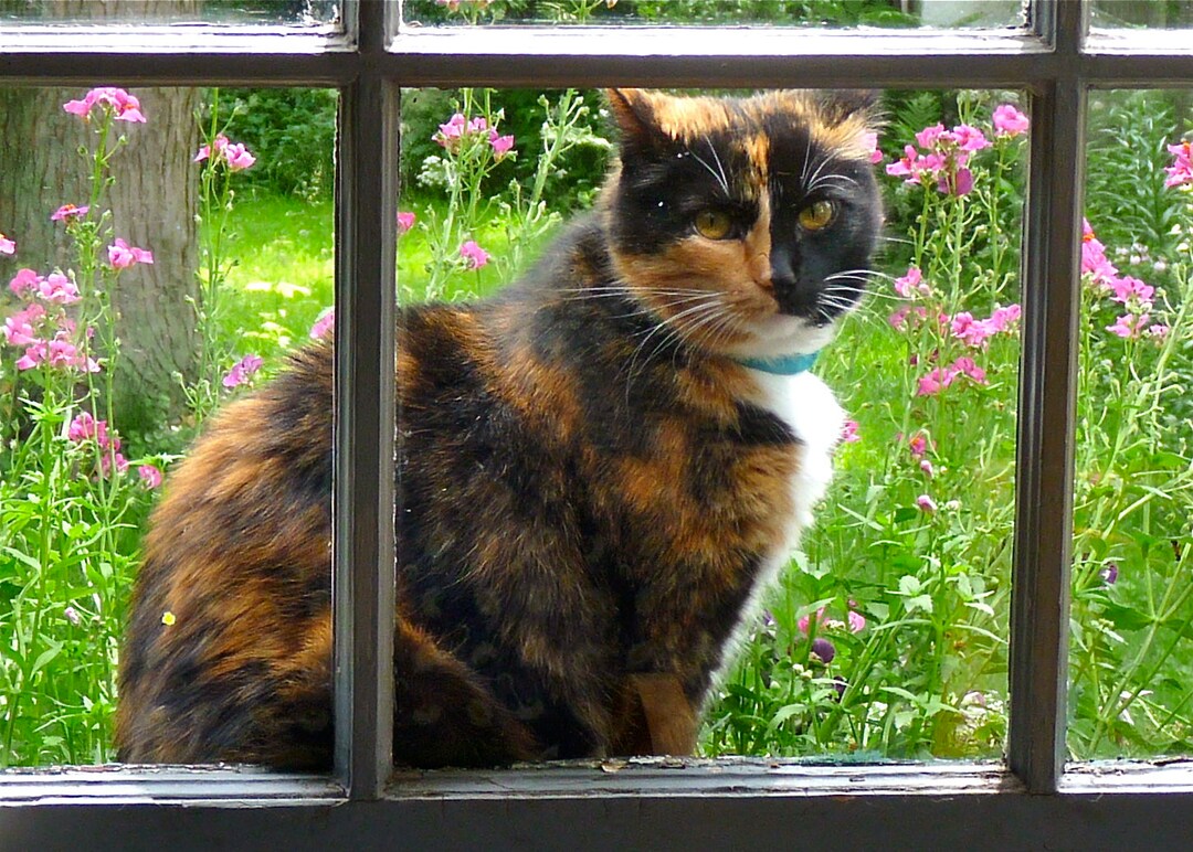 Pepper the Cat Card and Photograph - Etsy