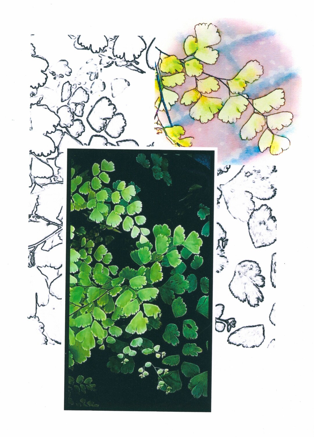 Fern Collage Card or Photo - Etsy