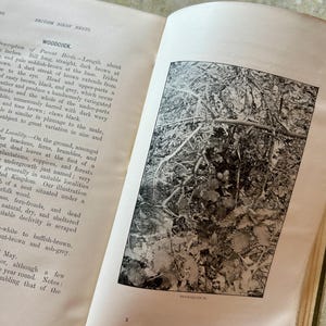 Vintage British Birds' Nests: How, Where, and When to Find and Identify ...
