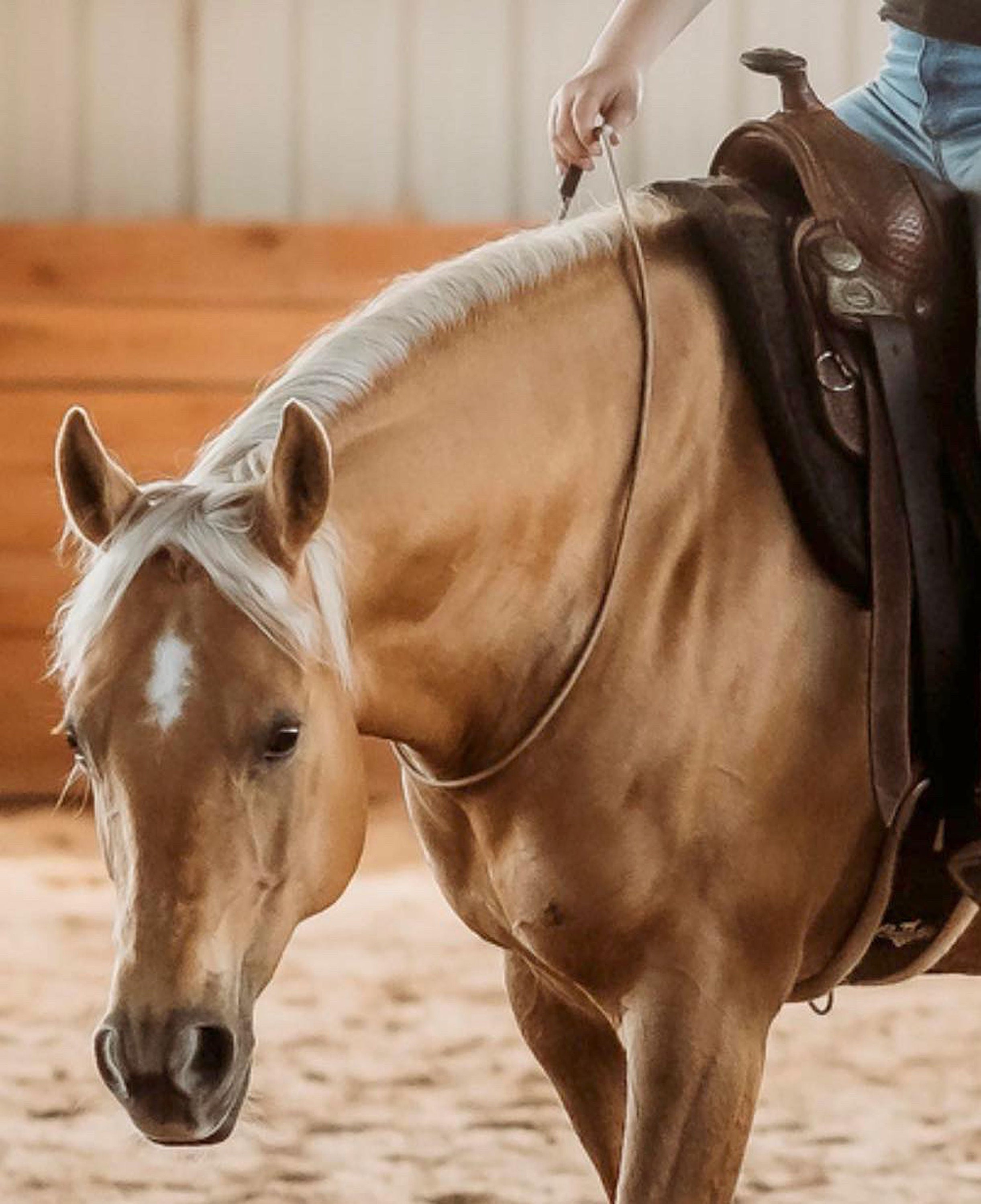 Neck Rope Liberty Line Liberty Rope Bridless Riding - Etsy Canada