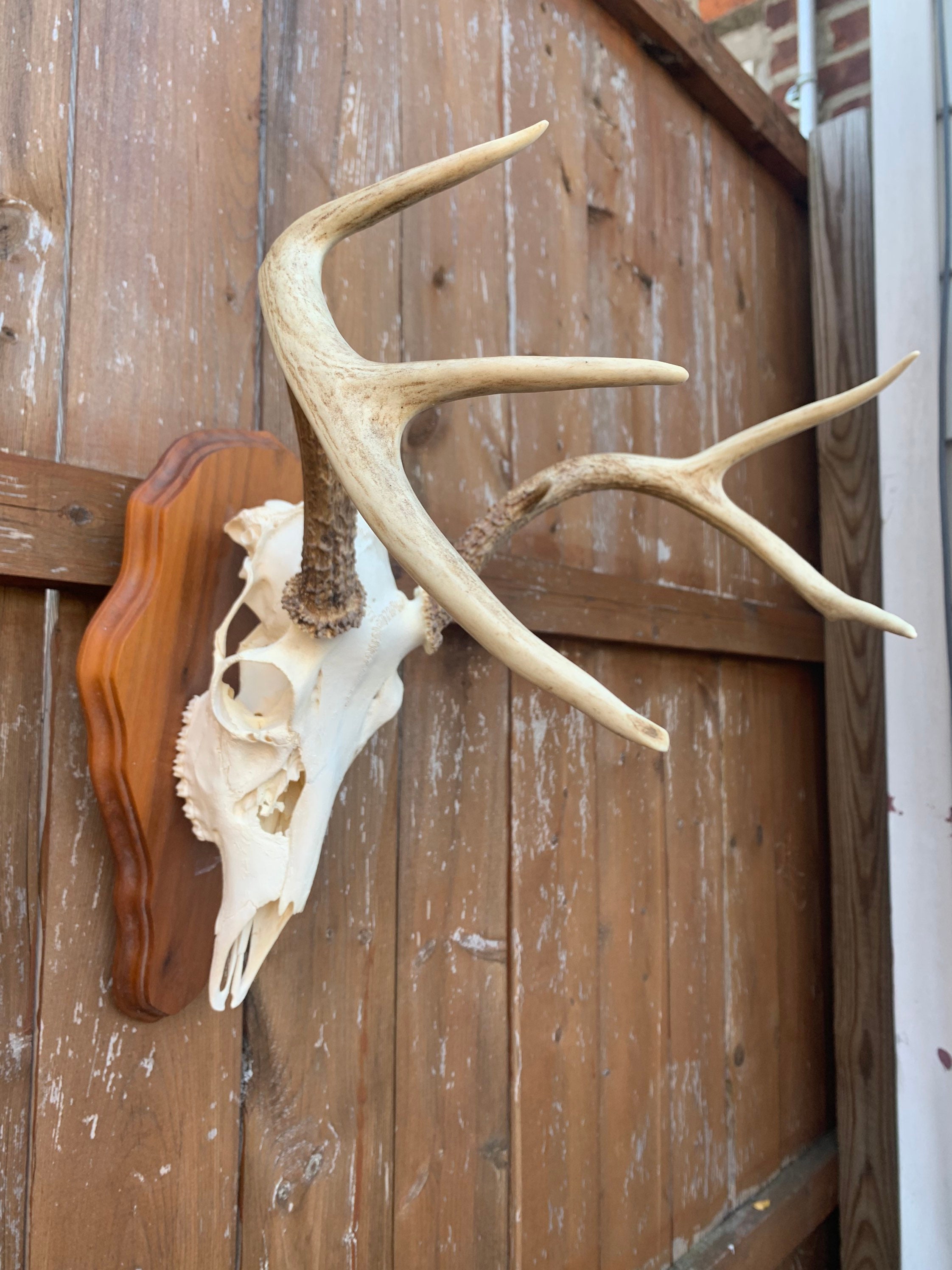 Pecky Cypress Deer Mount Plaques