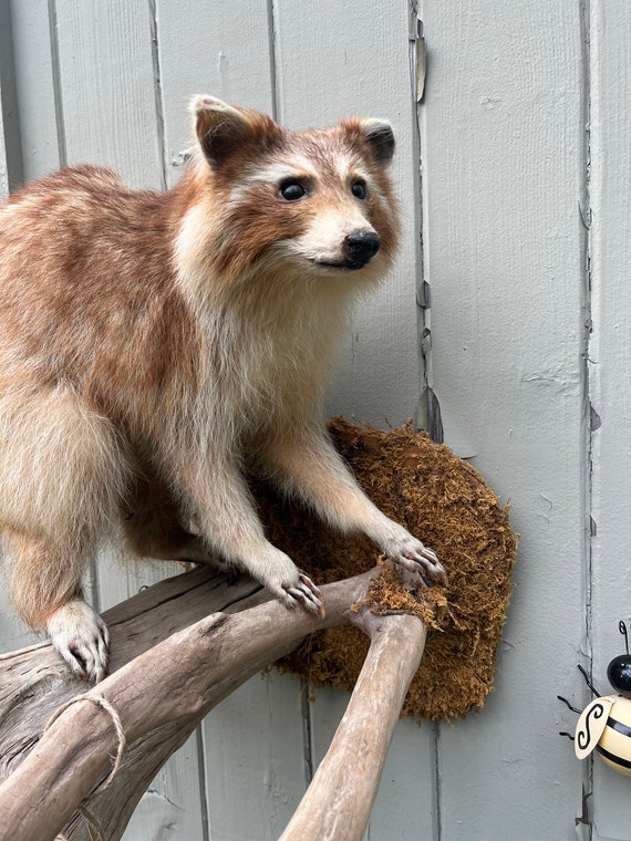 Cinnamon Raccoon