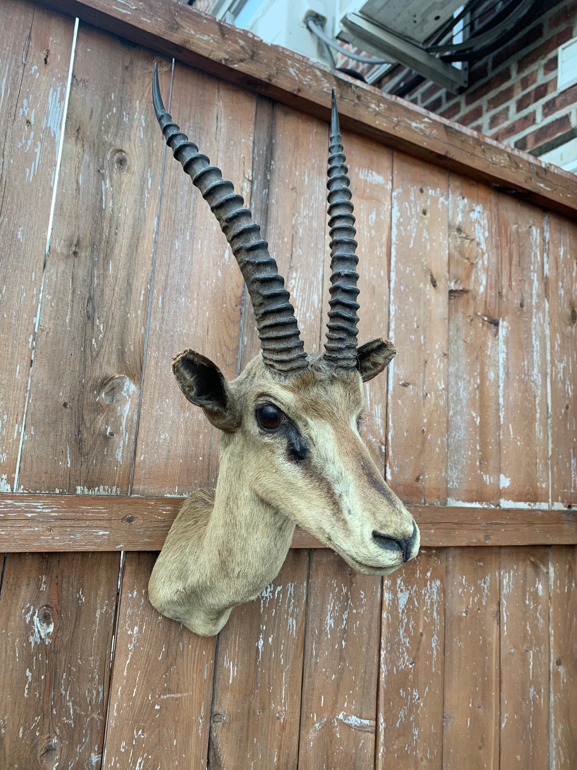 Gazelle Head
