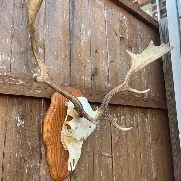 Mounted Deer Antlers - Etsy