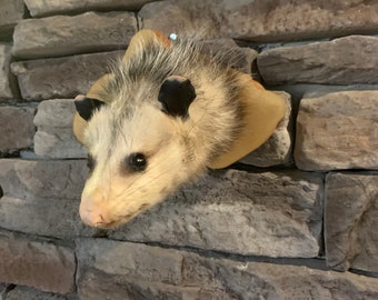Opossum Taxidermy - Etsy