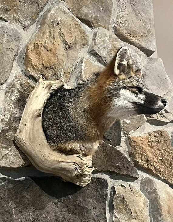 Grey Fox Wall Mount