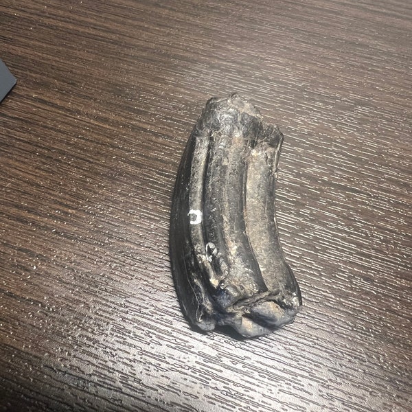 Fossil Horse Tooth - Etsy