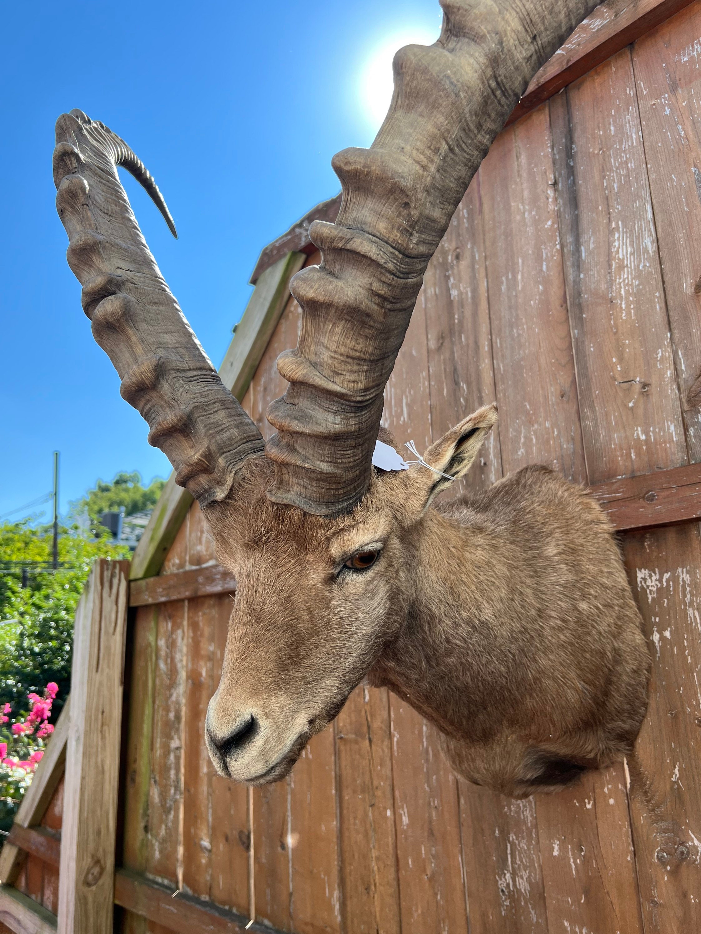Ibex Mount - Etsy