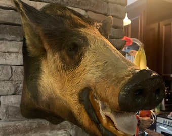 Mounted Wild Boar Trophy - Etsy