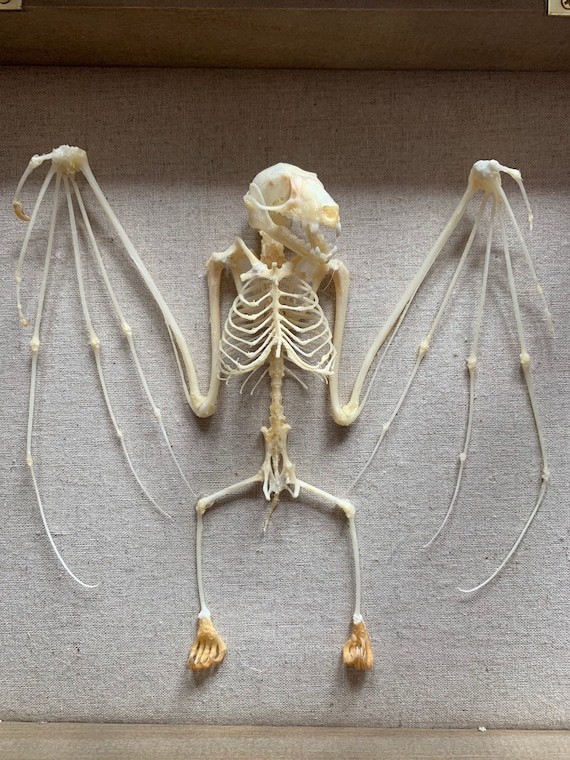 Fruit Bat Skeleton