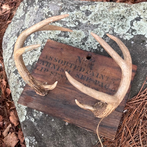 Mounted Deer Antlers - Etsy