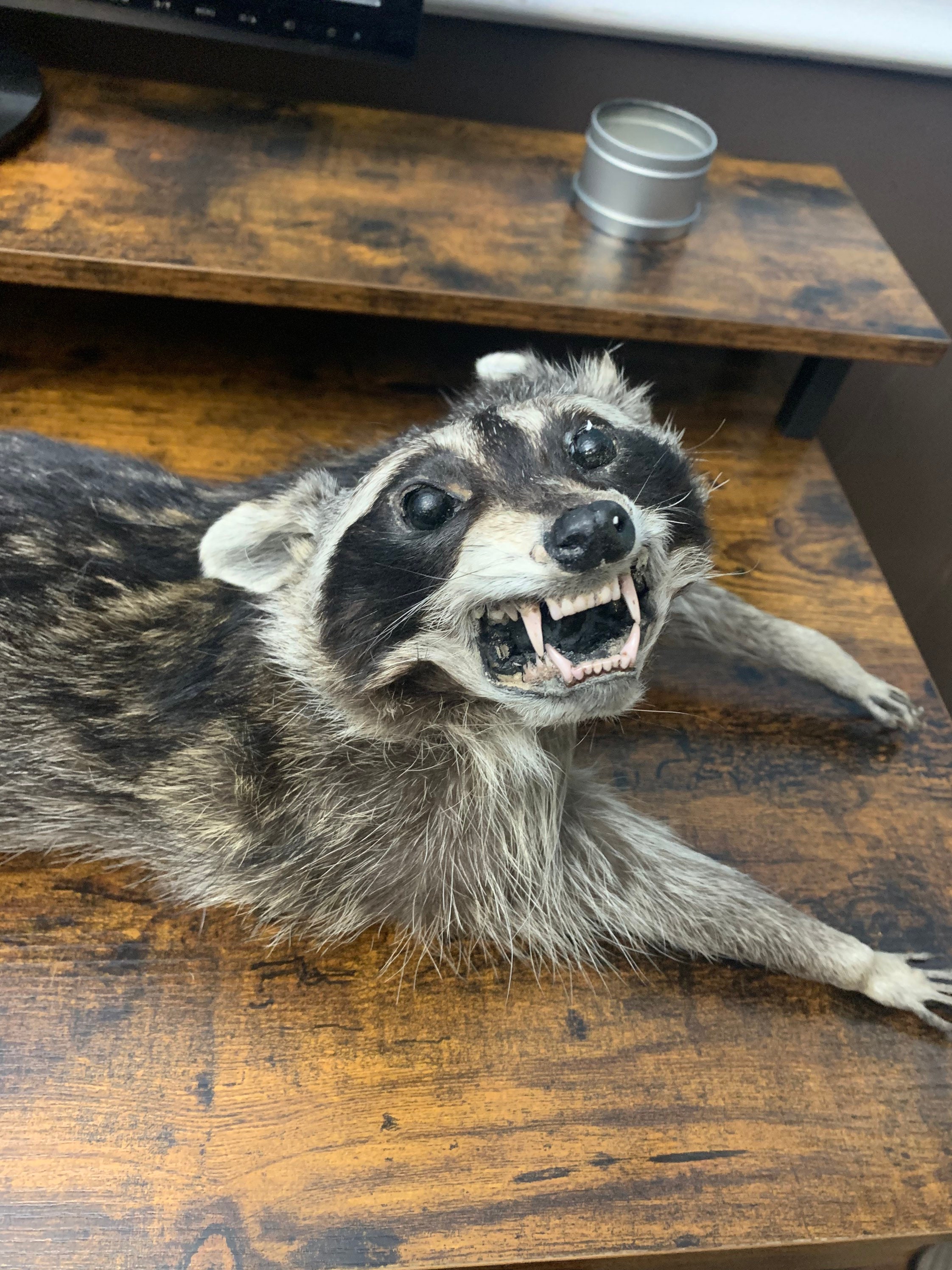 Angry Raccoon