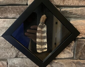 Rattlesnake Tail - Etsy