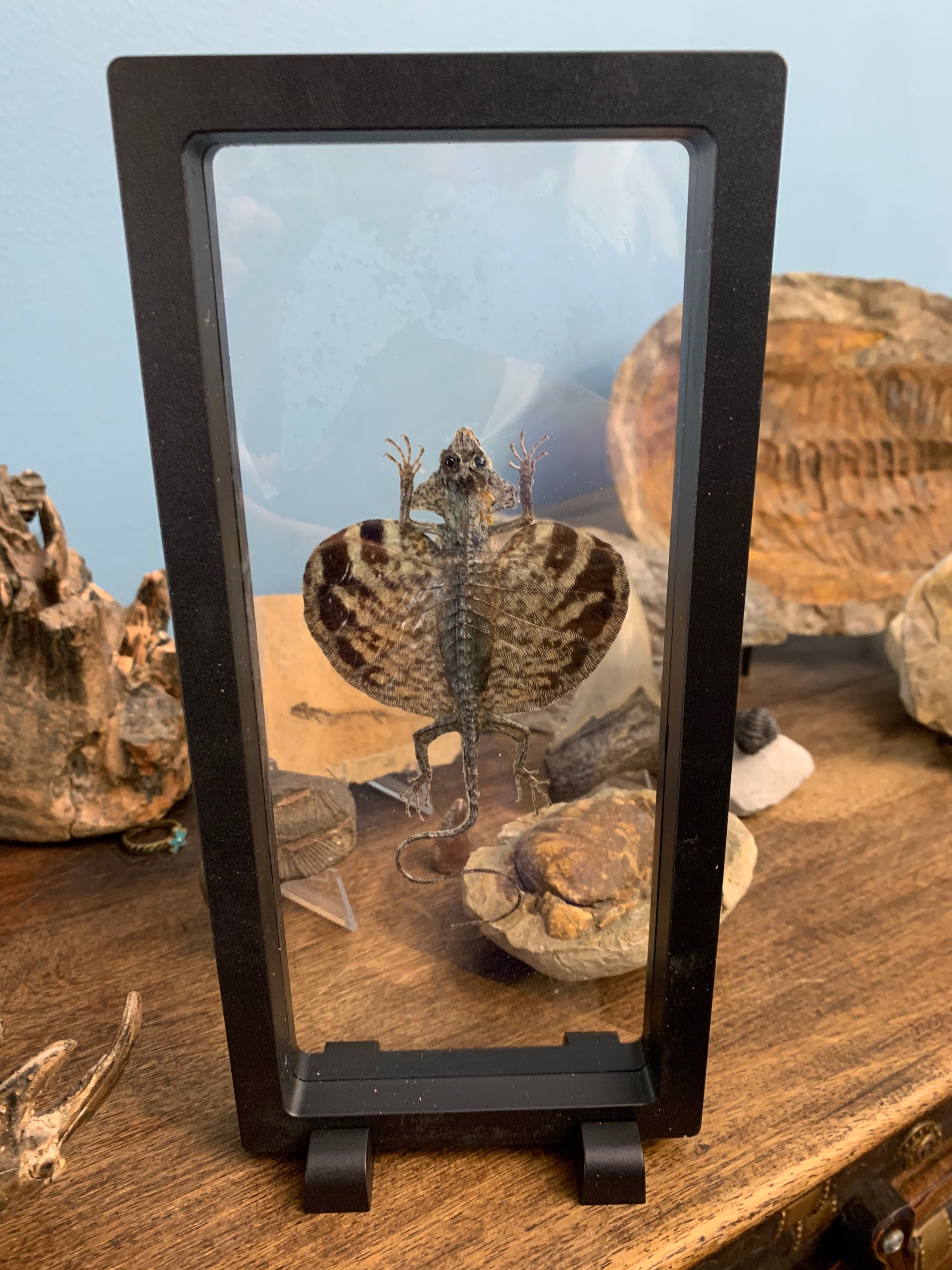 Taxidermy Draco flying Lizard in floating frame display. | Etsy