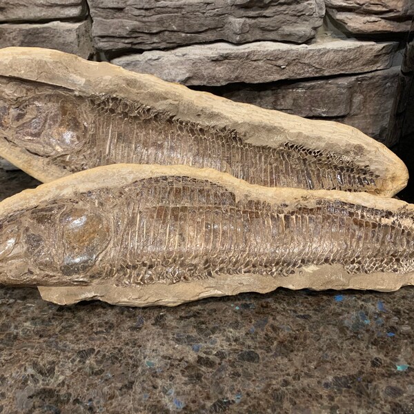 Prehistoric Fish - Etsy