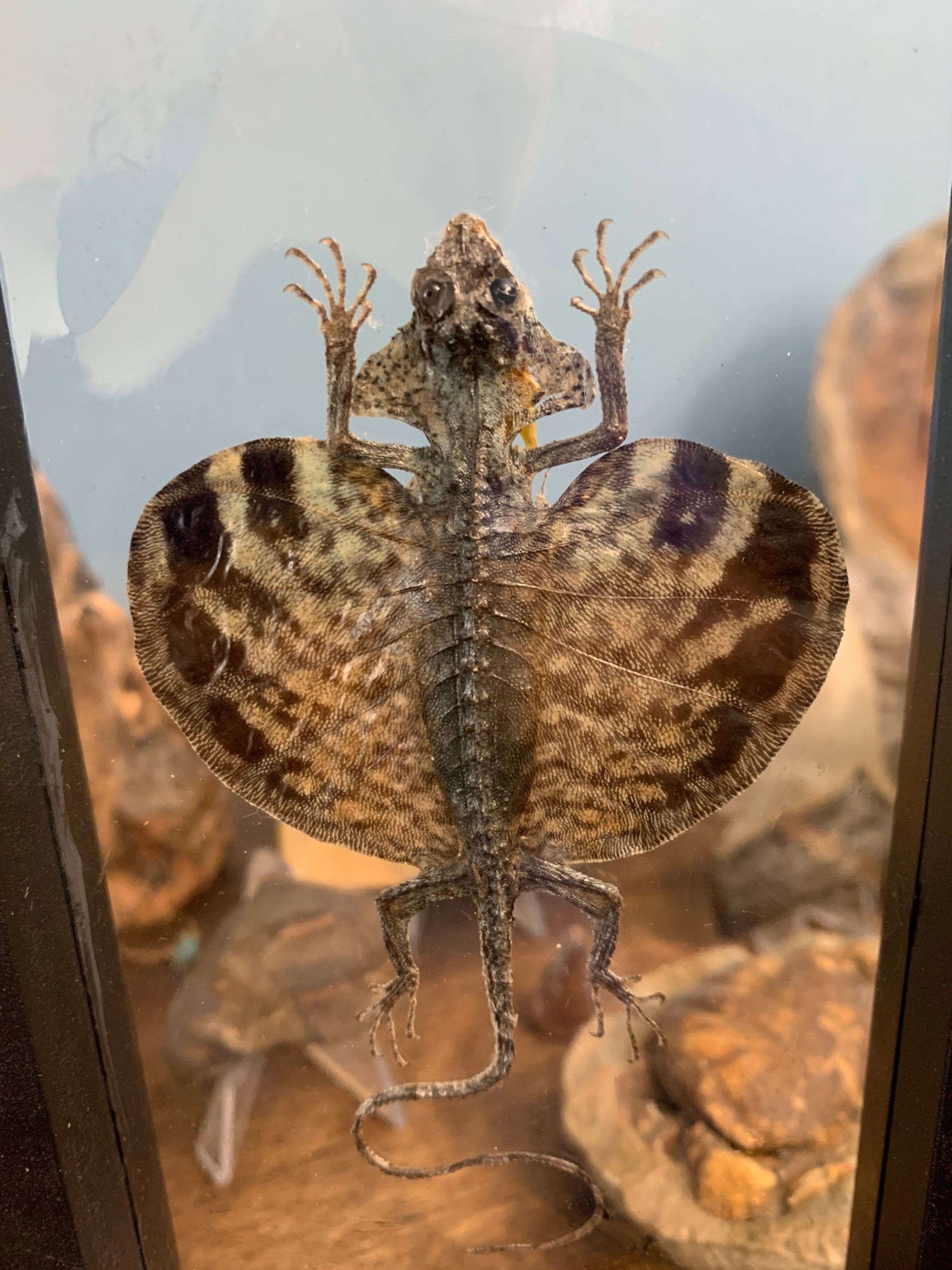 Taxidermy Draco Flying Lizard in Floating Frame Display. - Etsy Canada