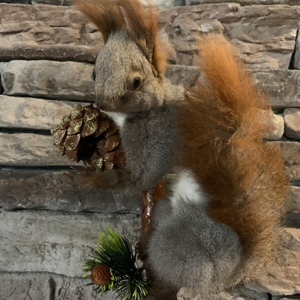 Taxidermy Squirrel - Etsy