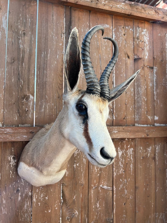 Springbok Head