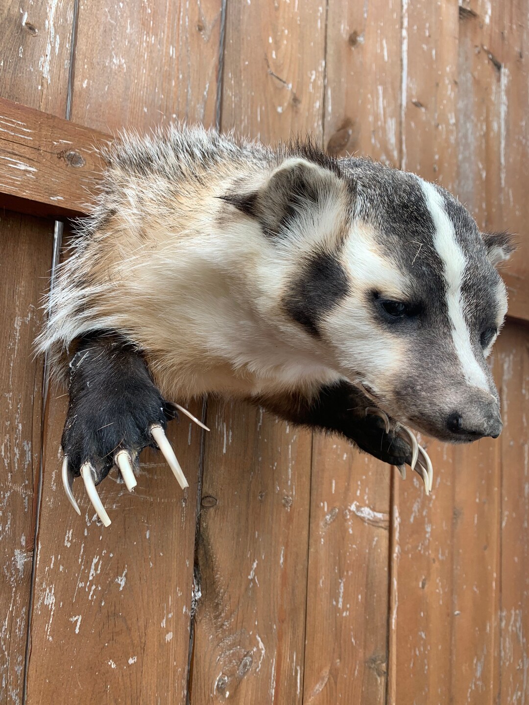 Antique Taxidermy Badger Mount. - Etsy
