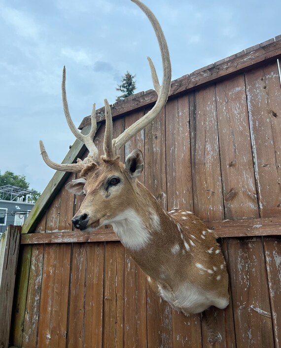 Axis Deer Mount