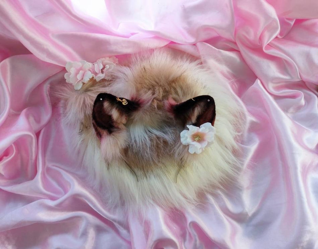 Ears Siamese Cat or Floppy Puppy Dog Ears & Curled Tail Sakura Flower ...