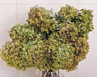 Dried Hydrangea Flowers 6 Stems limelight Green, Rose, Cream, Wedding ...