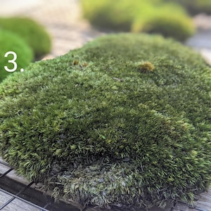 7inch 8inch Mounding Moss Preserved Pillow Pole Moss 3pc Green Moss ...