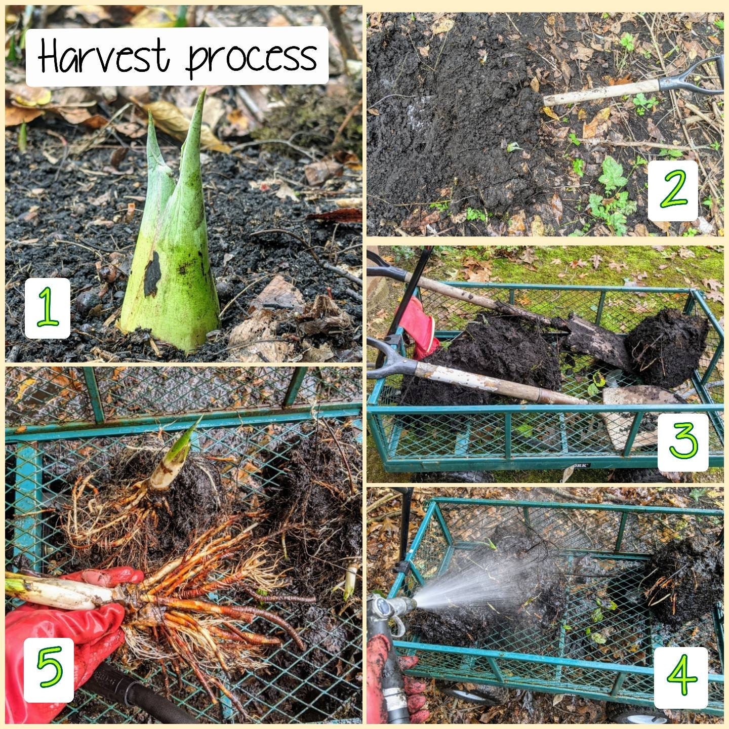 Skunk Cabbage Dried Root Ball Symplocarpus Foetidus. - Etsy