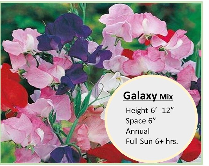 Sweet Pea Galaxy Mix Live Plants - Etsy