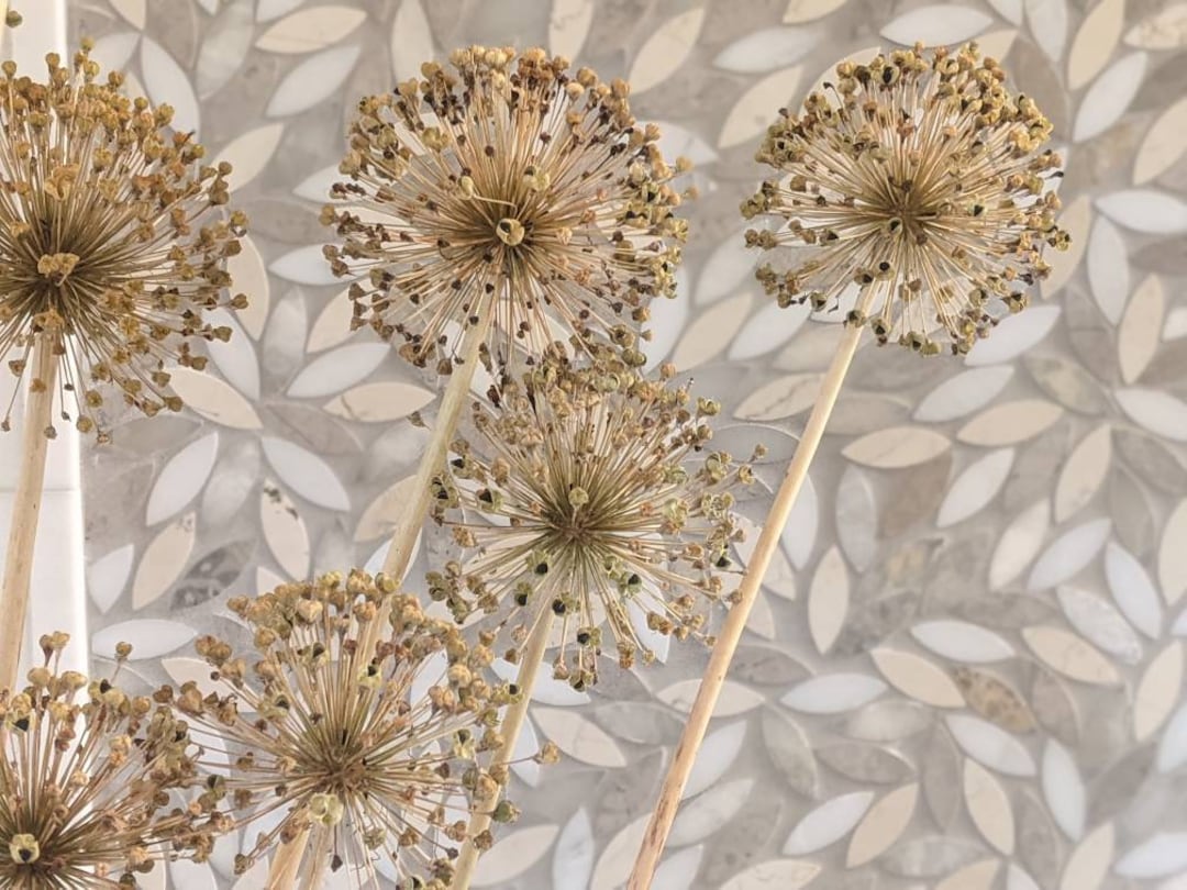 Elegant White Allium Dried Flower With Stem Natural Dried Flowers - Etsy