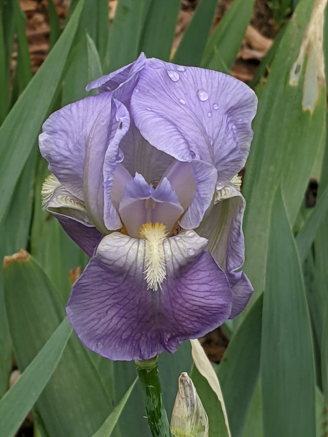 Variegated Sweet Iris FALL PLANTING - Etsy