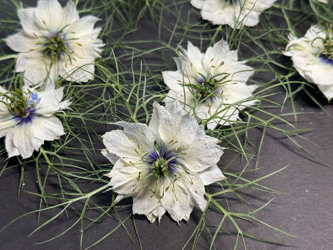 Nigella Flowers X 10 Preserved White or Blue Organic Love-in-a-mist ...