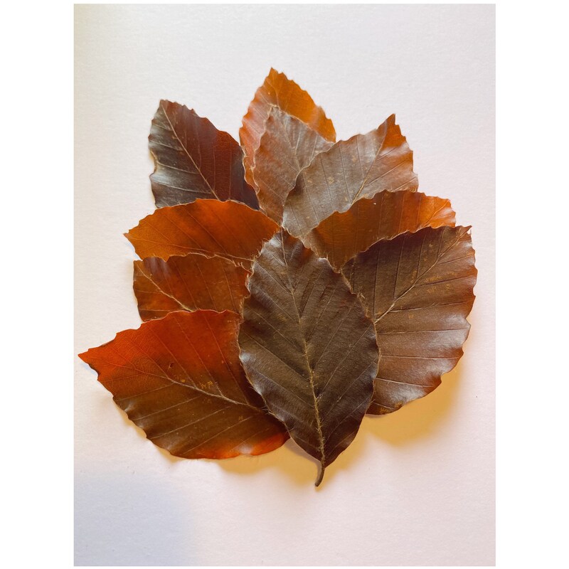 Preserved Leaves - Etsy