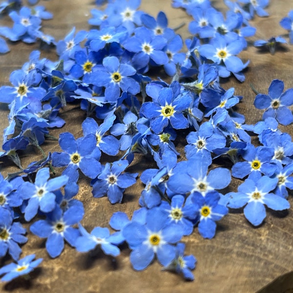 Dried Forget Me Not - Etsy