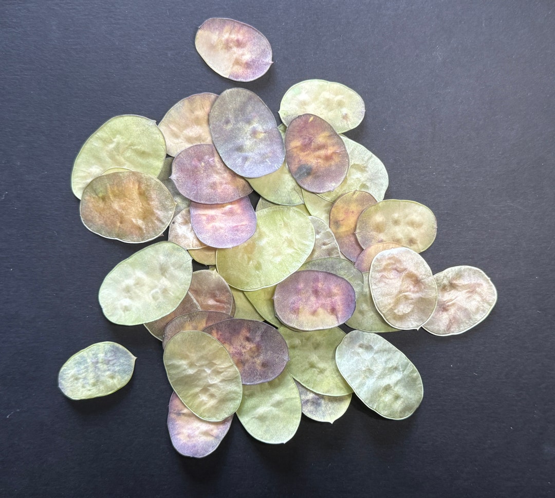 Dried Lunaria,honesty Casing, 50/100 X Natural Art and Craft Material ...