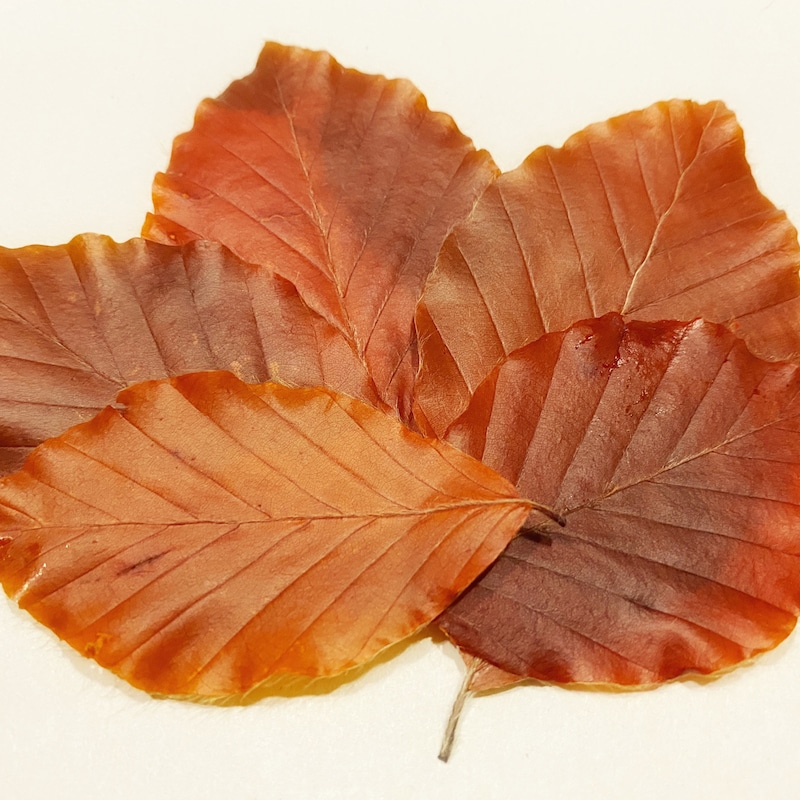 Preserved Leaf - Etsy