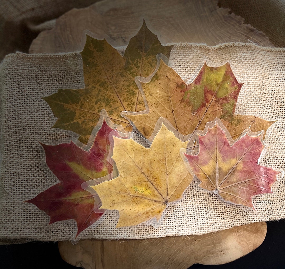 Laminated Maple Leaf, Real Pressed Sets of 5. for Crafting,leaf ...