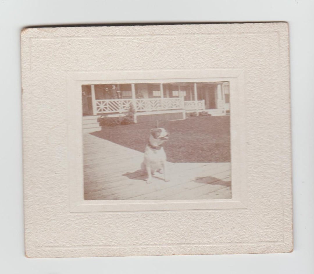 Three 1890s Kodak Mini Photographs of Dogs One is A Pit Bull Auburn NY ...