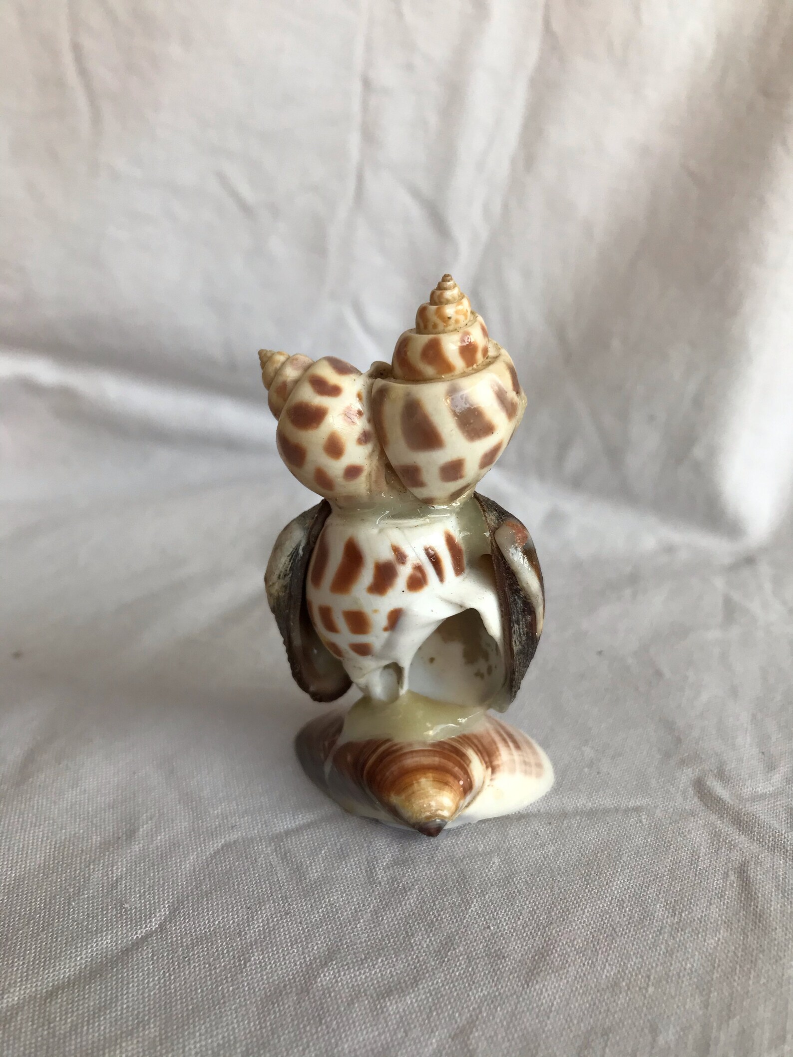 Seashell Bird Cockeyed Bird Natures Beauty Seashell Art - Etsy