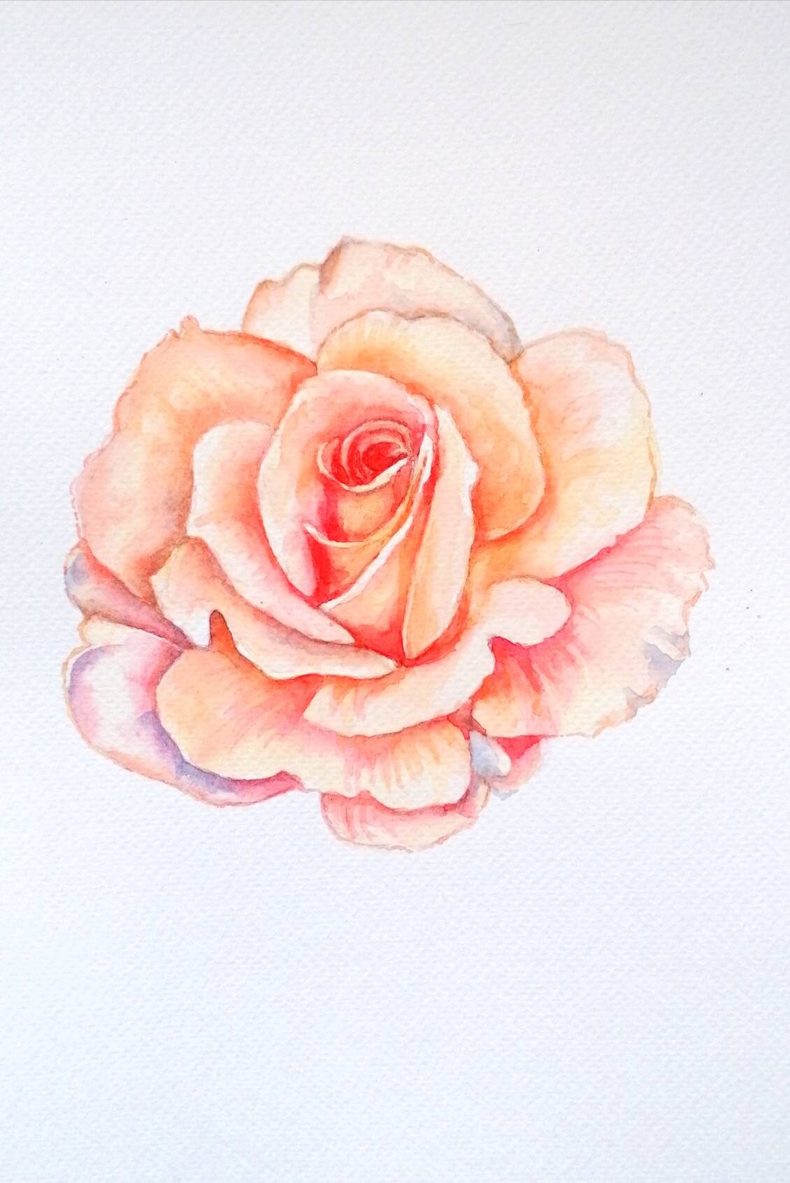 PEACH ROSE Flower Watercolour Original Painting by | Etsy