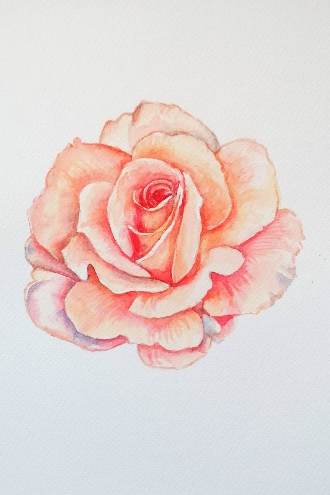 PEACH ROSE Flower Watercolour Original Painting by - Etsy UK