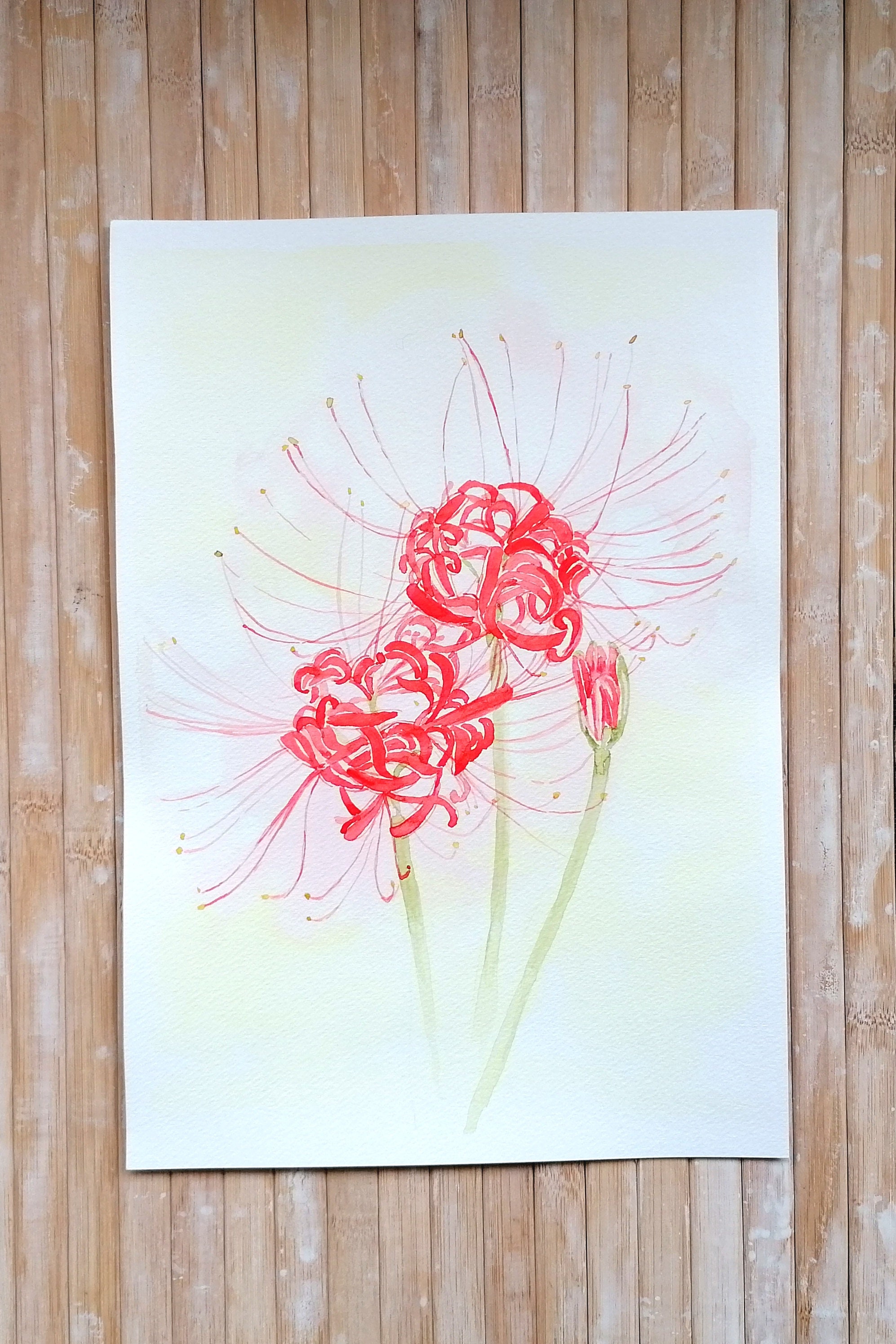 Red Spider Lily Drawing