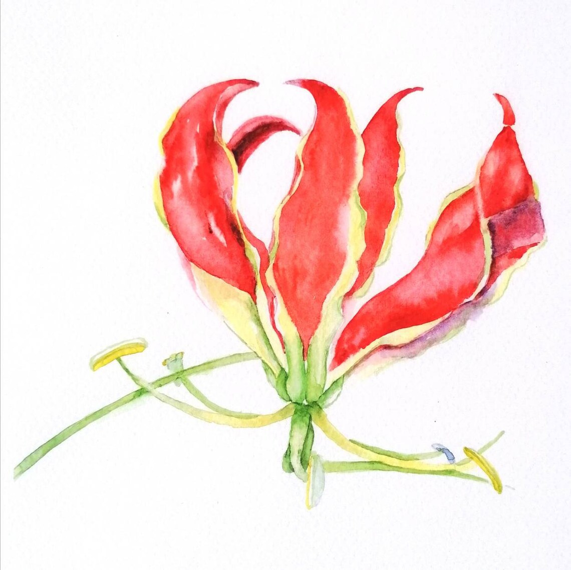 Red Flame Lily Flower Giclee Print FSC FLAME LILY glorious | Etsy