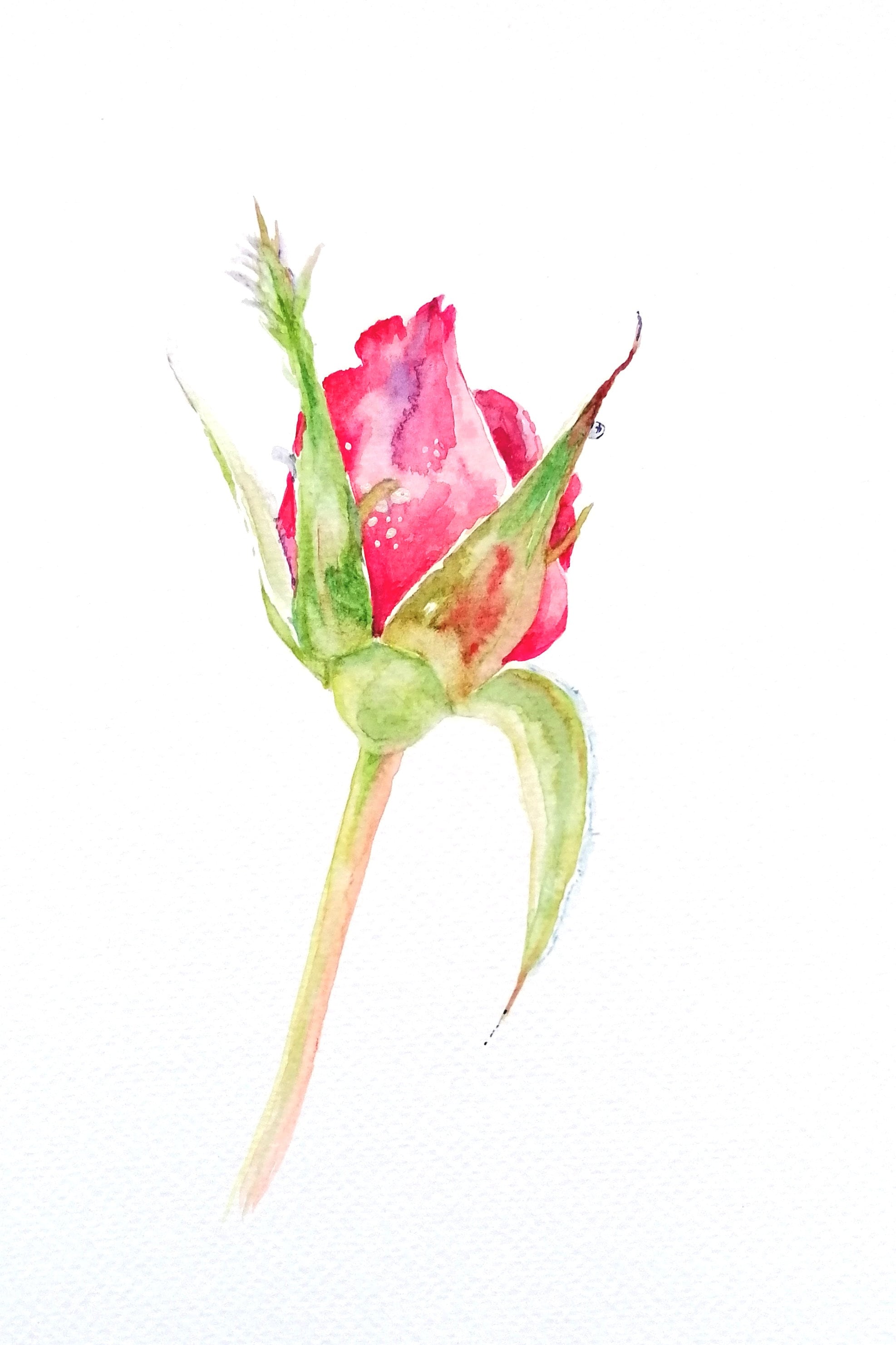 A Single Deep Crimson Rose Bud - Flower Original Watercolour Painting ...