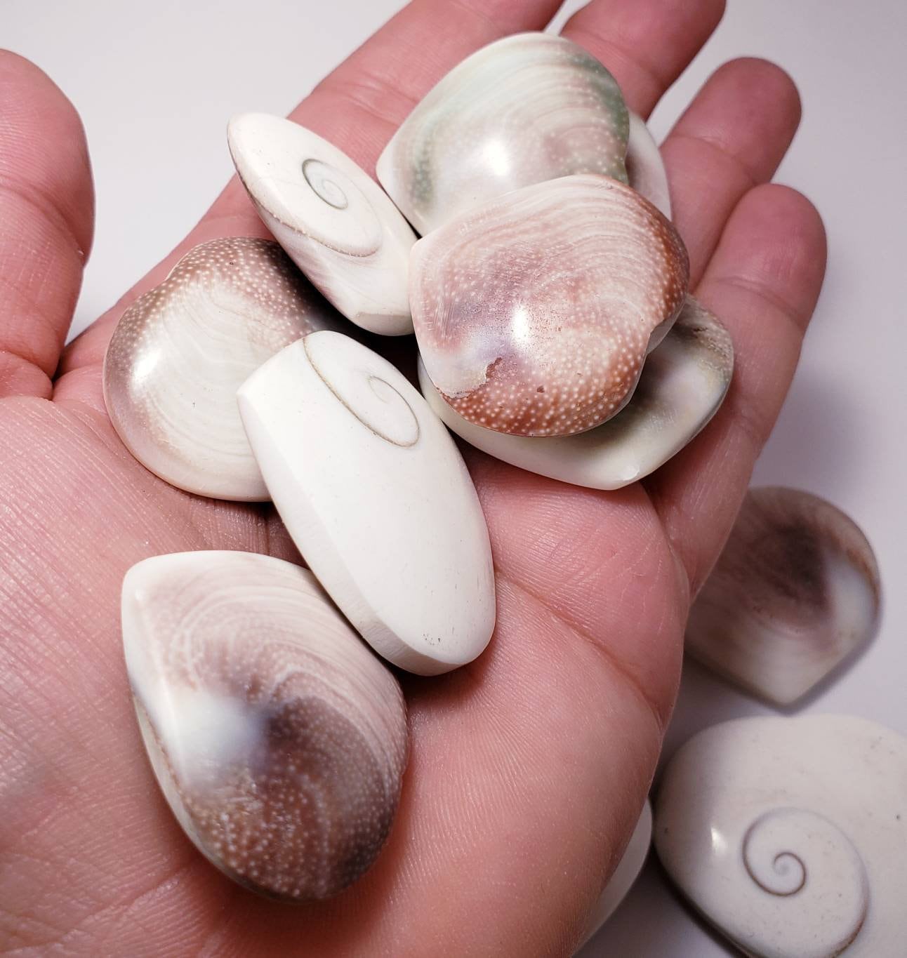 Shiva Eye Shell Heart - Etsy