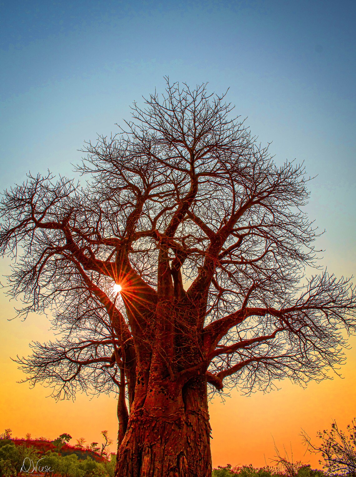 Sunset and Sunburst by the "tree of Life" Baobab Tree in Botswana ...